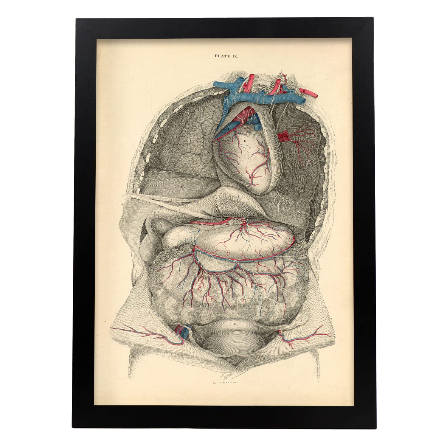 Affiche De Dissection Thoracique Et Abdomen Décoratives De L'anatomie ...