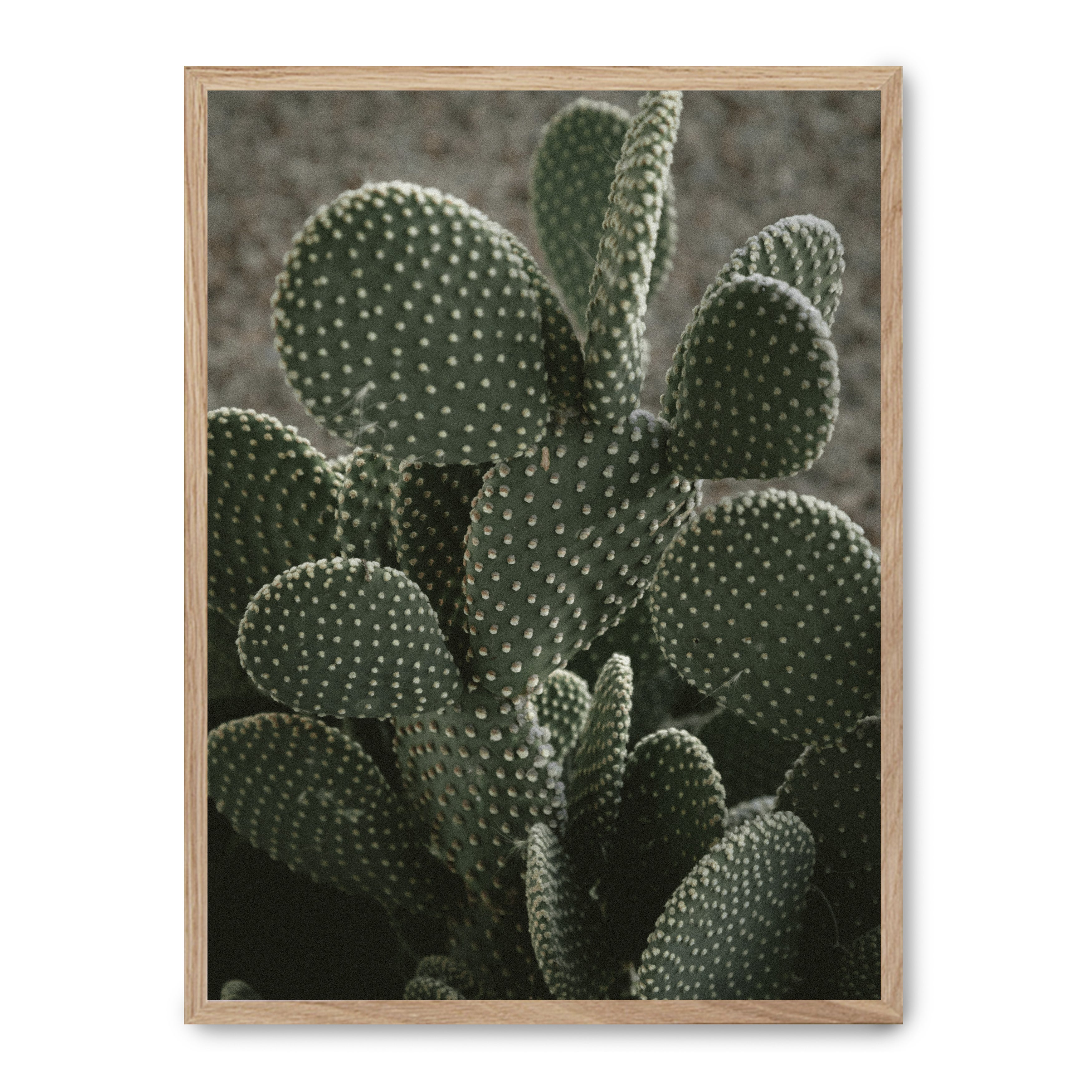Cuadro Cactus II, marco premium chapado en roble, 50x70 cm | Leroy Merlin