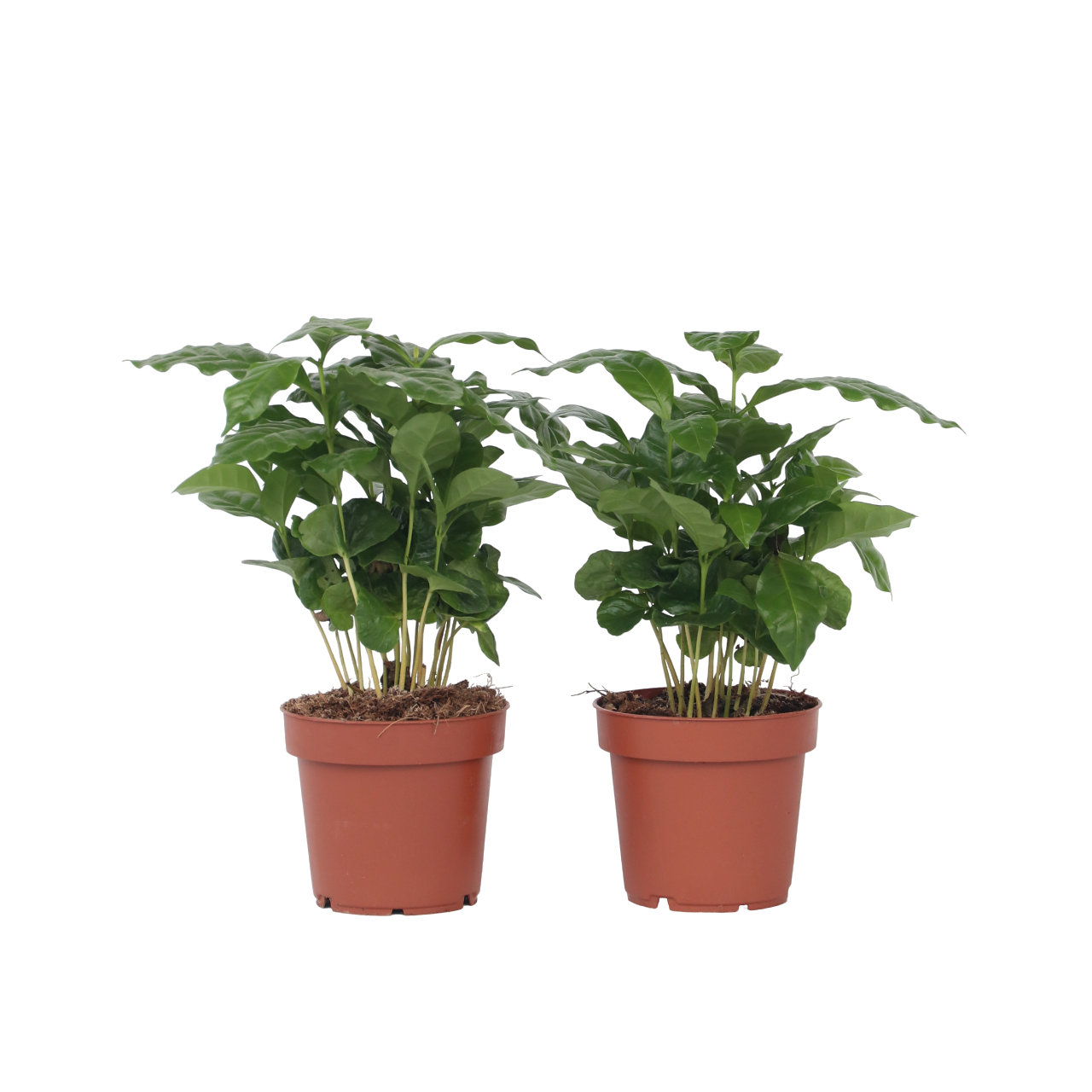 Plant in a Box - Coffea arabica - Pianta di caffè - Set di 4 - Vaso ...