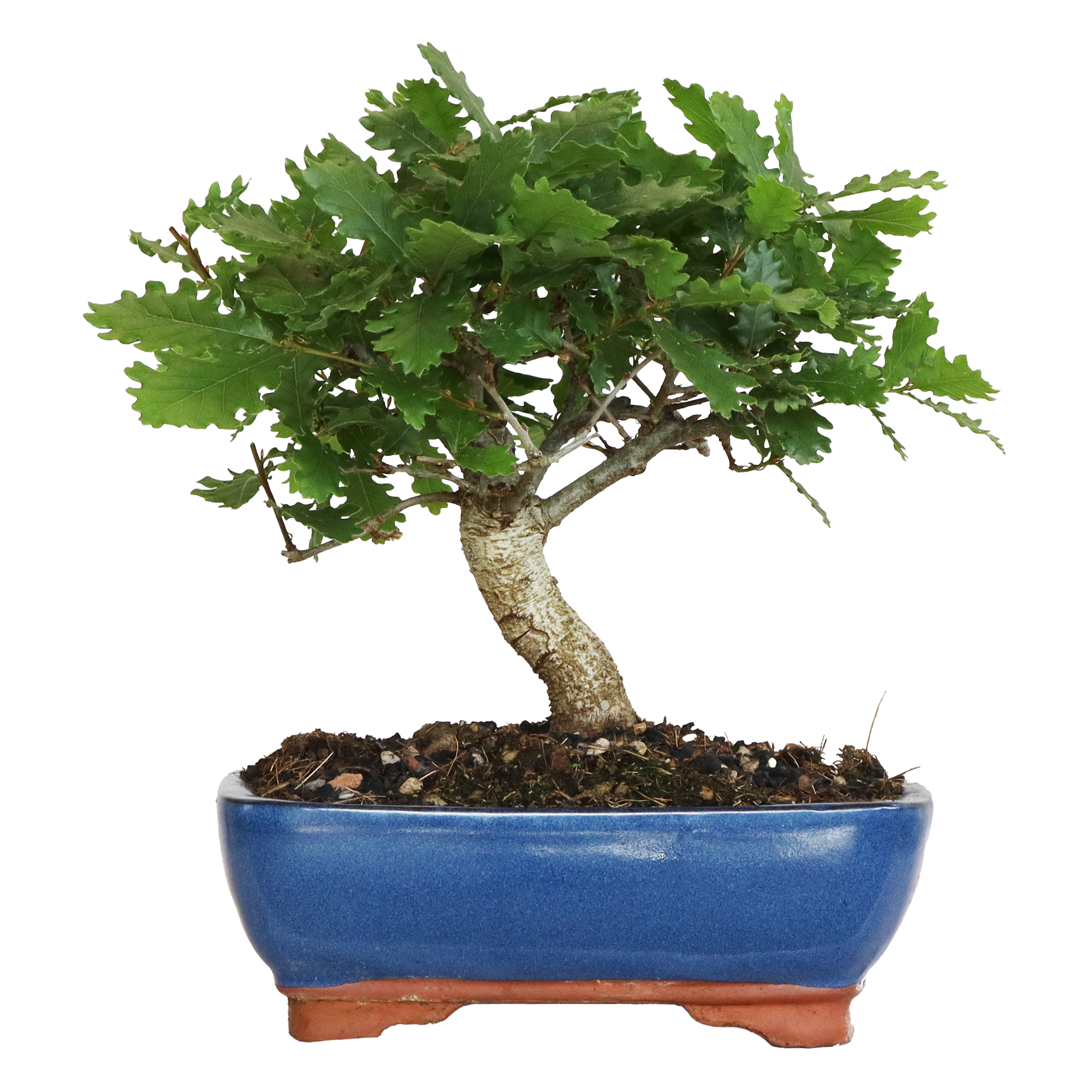 KENTIS - Bonsái Quercus Pubescens - Bonsái de Roble Pubescente Japonés ...