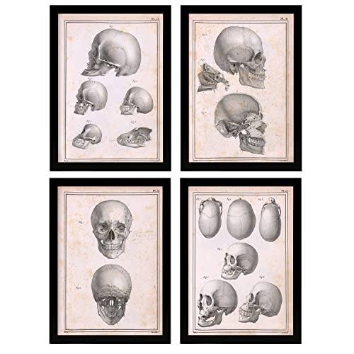 Ensemble De 4 Affiches D'anatomie Humaine Crâne Adulte Illustrations De ...