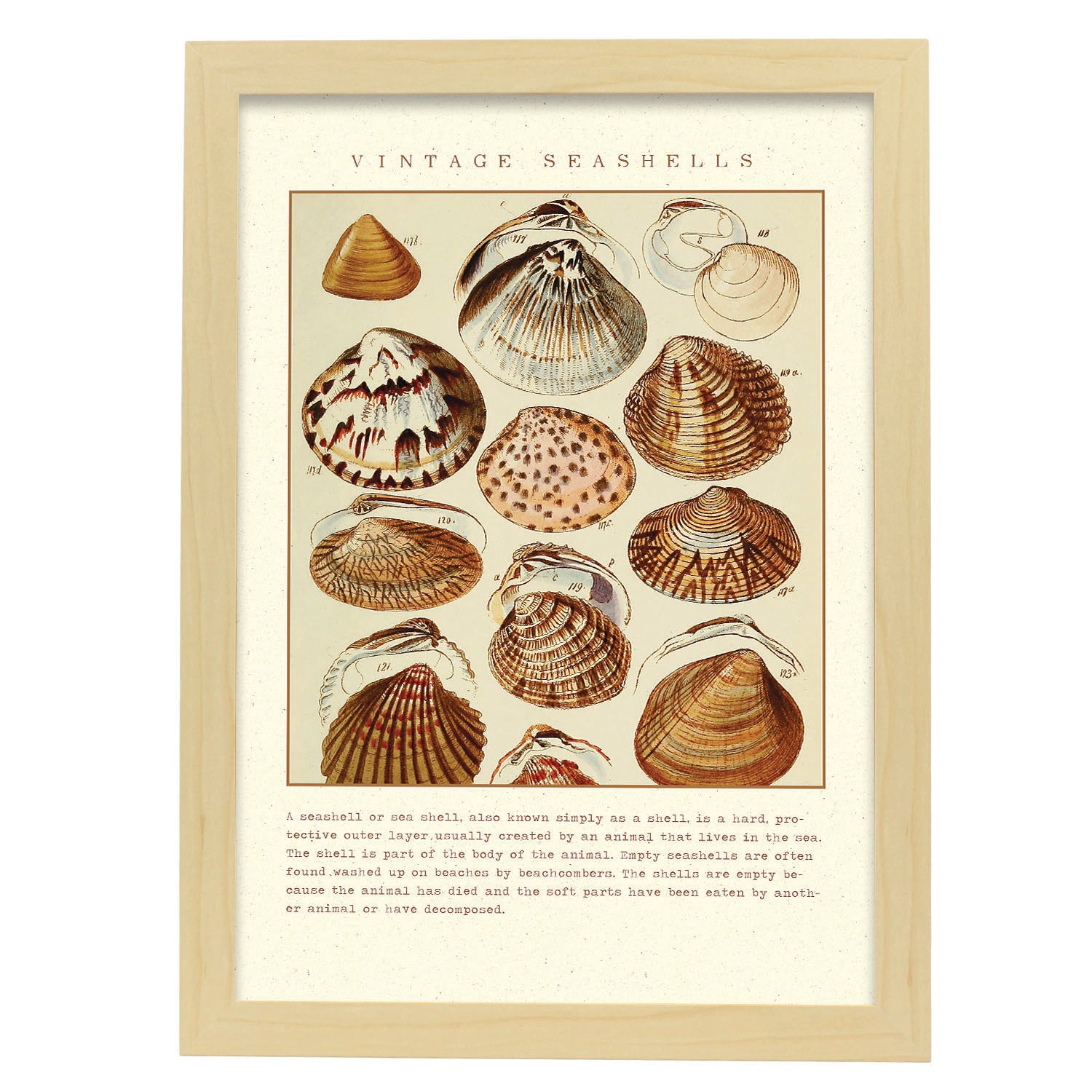 Nacnic Póster De Conchas Marinas Colección De Naturaleza Vintage ...