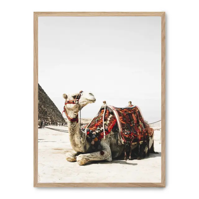 Chameau en Egypte je peins | Leroy Merlin
