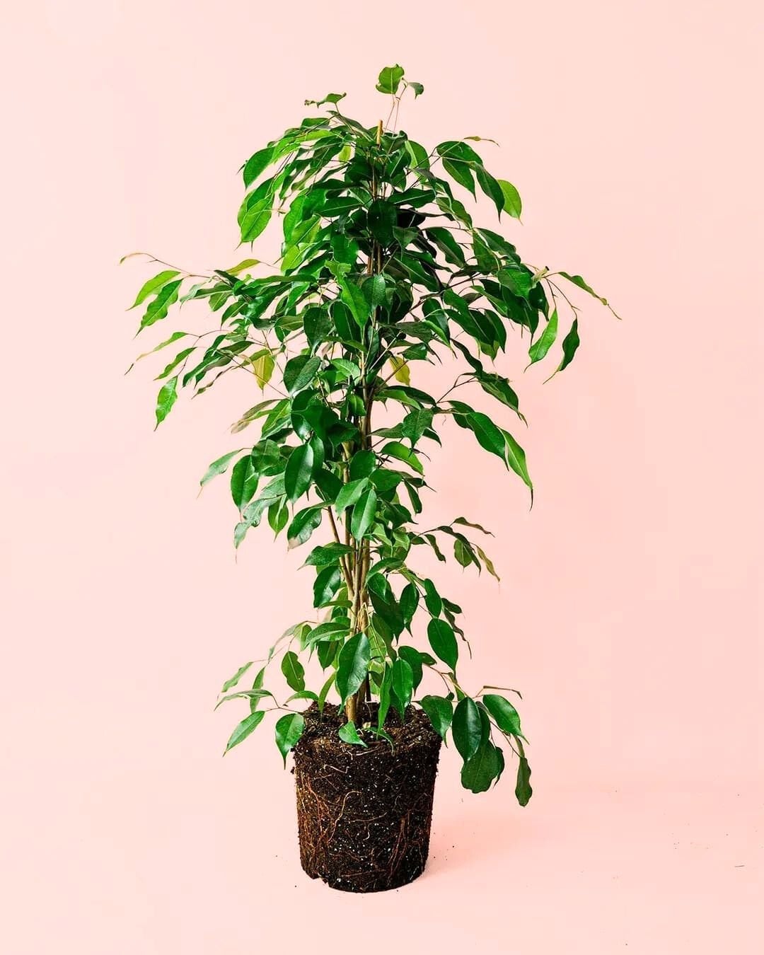Ficus Benjamina L - Plantas Naturales | Leroy Merlin