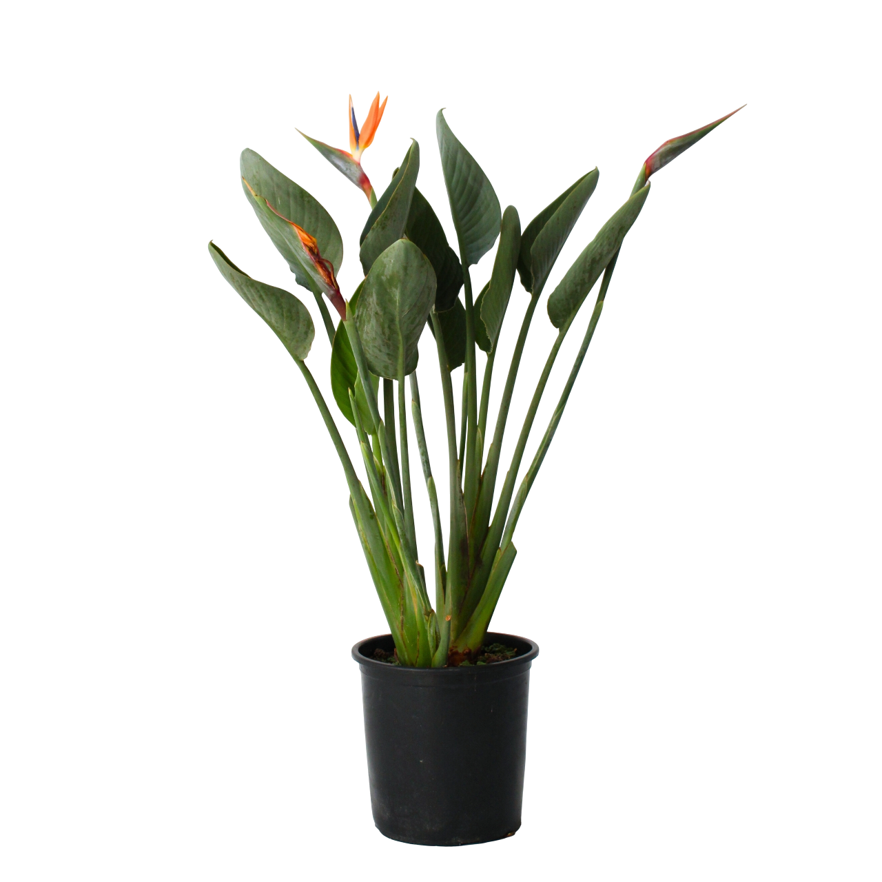 Oiseau de paradis - Strelitzia reginea - Hauteur 80-100cm - ⌀27cm ...