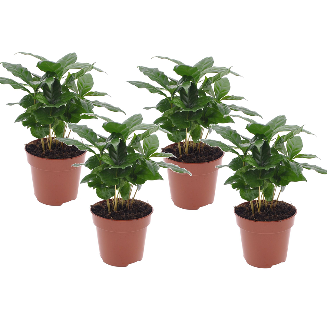 Plant in a Box - Coffea arabica - Pianta di caffè - Set di 4 - Vaso ...