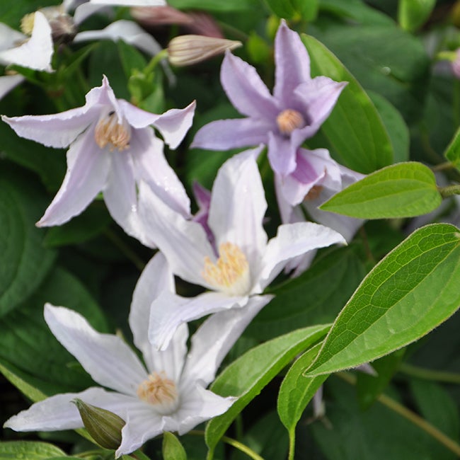 Clématite Star River ? 'Zostarri' - clematis integrifolia 3L - 60/90cm ...