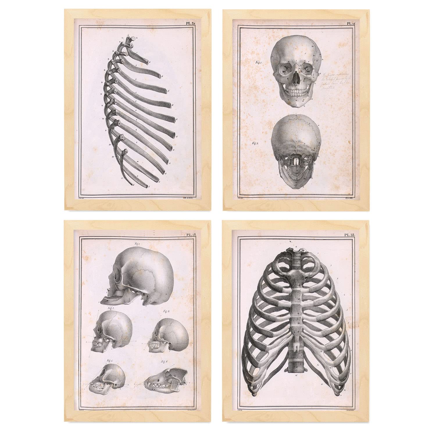 Nacnic Ensemble De 4 Affiches D'anatomie Humaine Crâne Et Côtes De ...