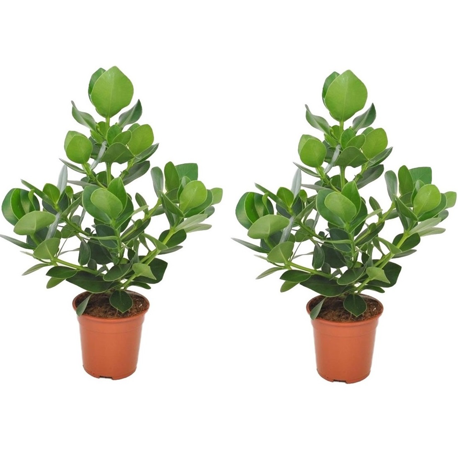 Plant in a Box - Clusia rosea Princess - Set de 2 - Pianta d ...