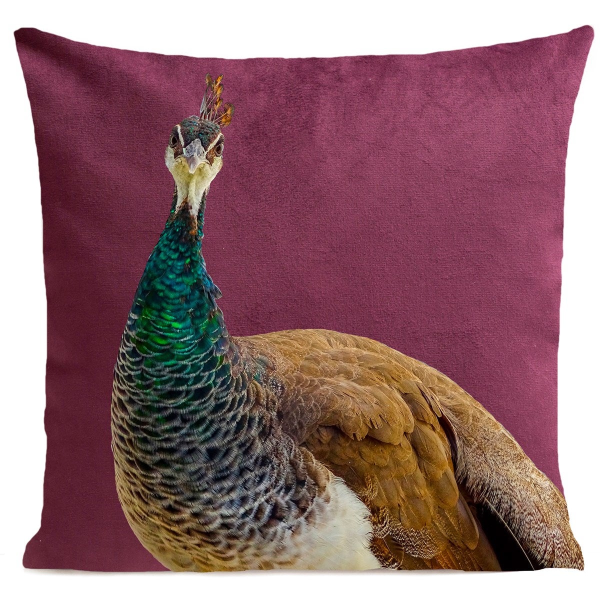 Coussin paon, Mme Peacock | Leroy Merlin