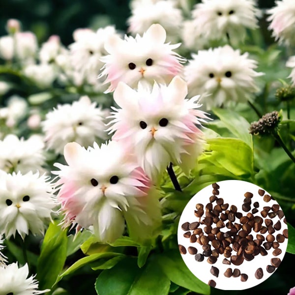 Graines pour Balcon et Jardin - 150 Graines d'Orchidée Innovante "Face ...