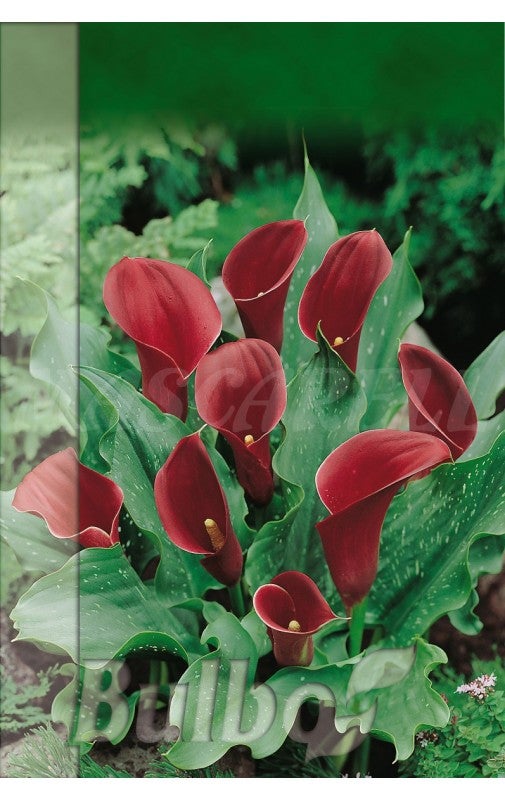 BULBO CALLA ROJA | Leroy Merlin