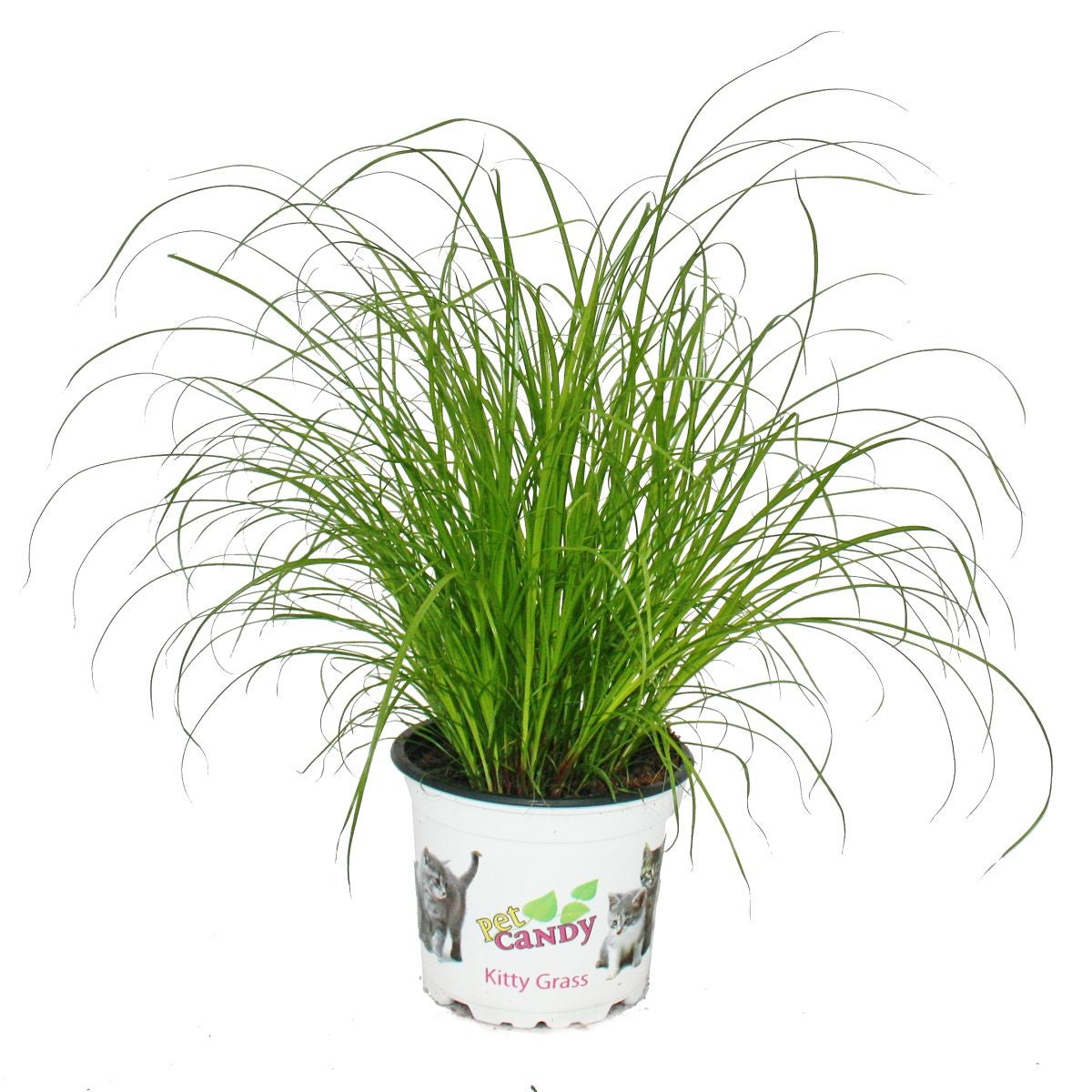 Erba gatta - Cyperus alternifolius - 3 piante - per il supporto ...