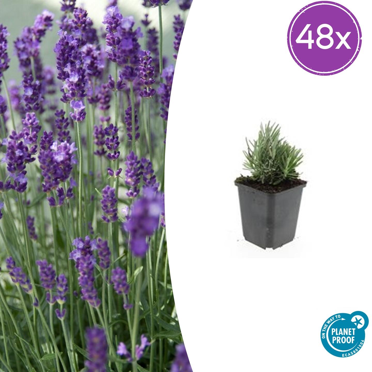 48x Lavanda Lavandula angustifolia 'Dwarf Blue' | Maceta Ø9 cm | Altura ...