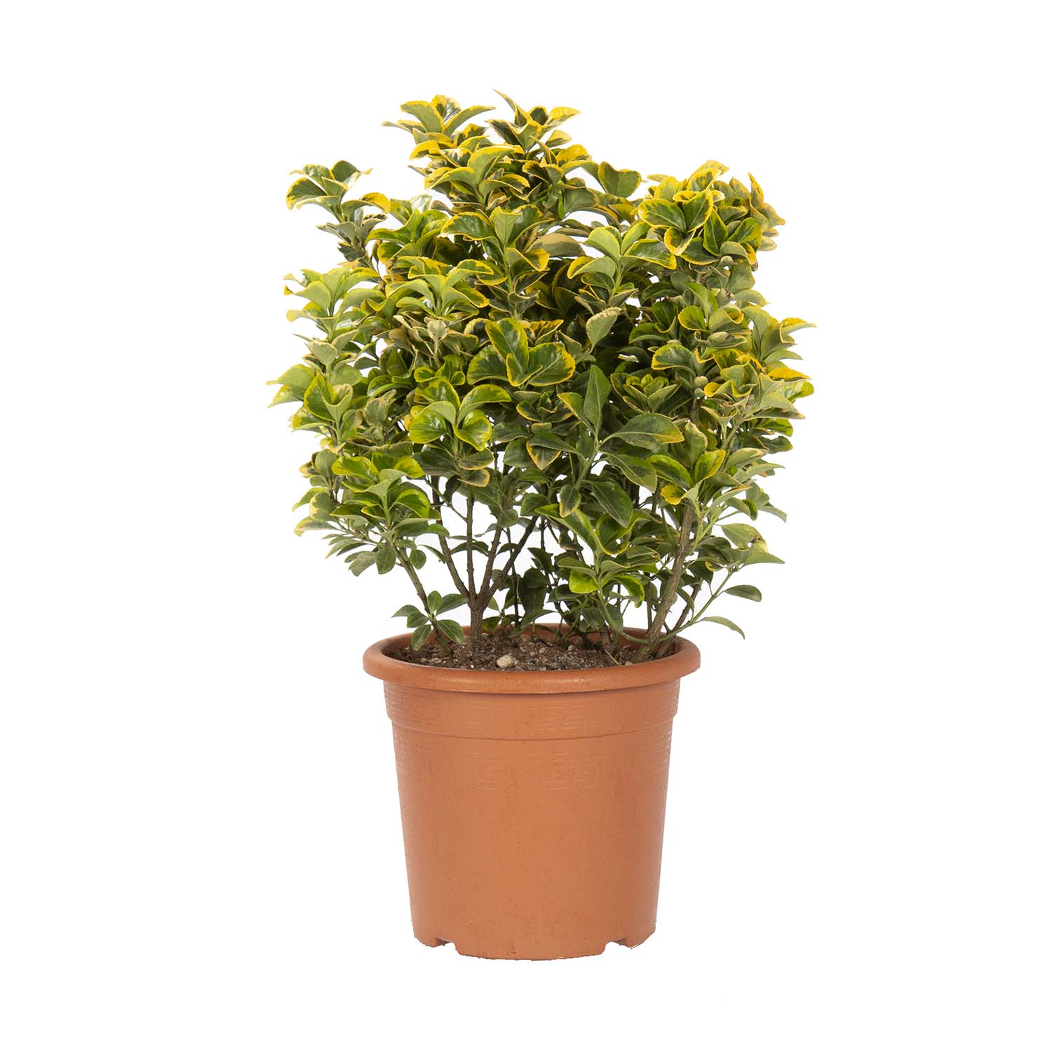 KENTIS - Euonymus Japonicus Aurea - Fusain du Japon - Plante de Haie d ...