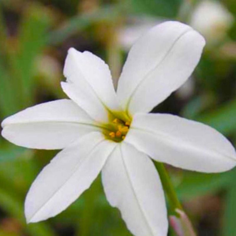3 Étoiles de Printemps 'Alberto Castillo' (Ipheion 'Alberto Castillo') - Lot de 3 vivaces ...