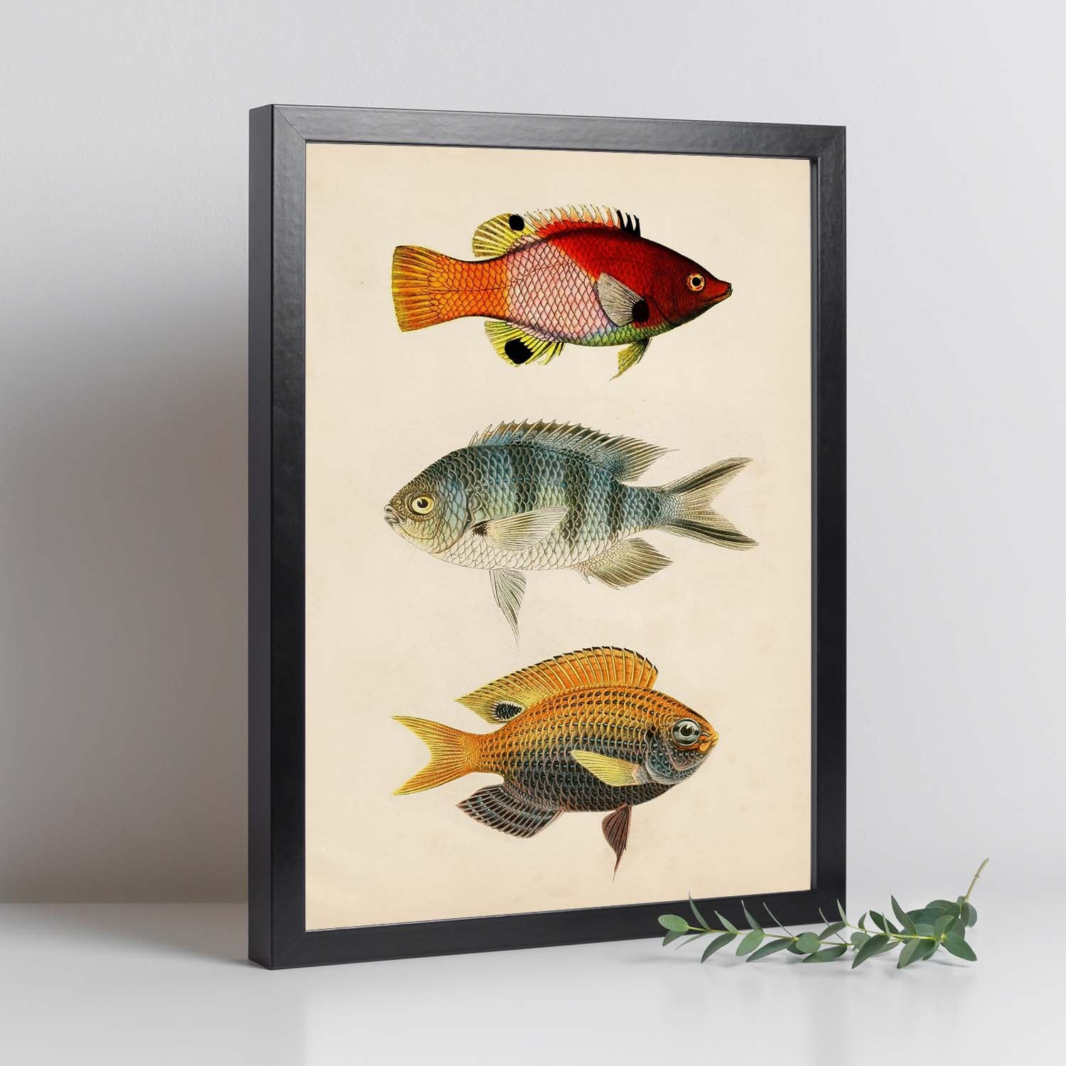 Lámina De Tres Peces Rojo, Azul, Gris, Naranja En , Fondo Papel Vintage ...