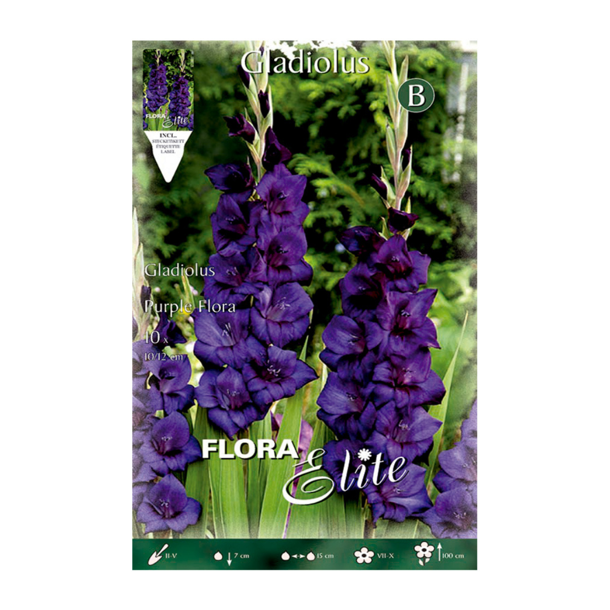 Bulbo Gladiolo púrpura 10 | Leroy Merlin