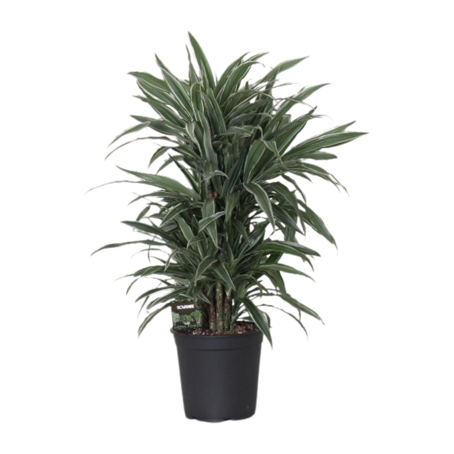 Dracaena Frag. Warneckei - Planta tropical con hojas variegadas Ø24cm ↕ ...