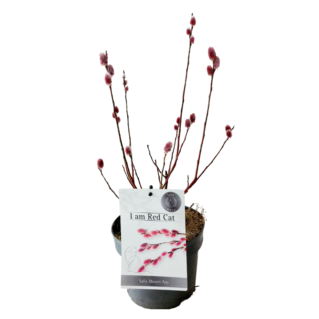 Saule gracile - Salix gracilistyla 'Mount Aso' - Hauteur 40-50cm ...