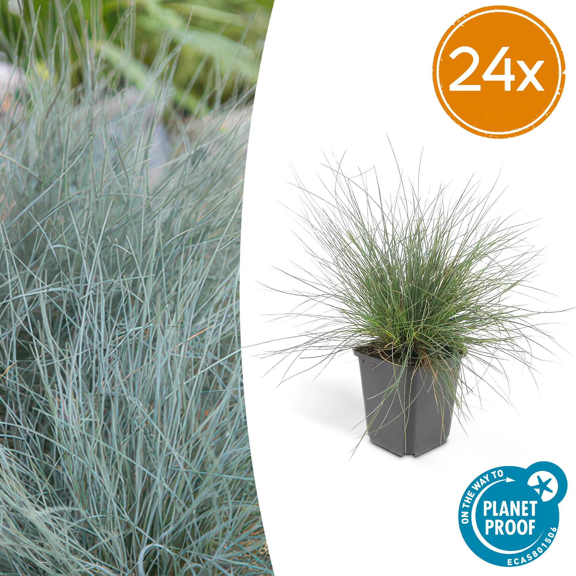 24x Festuca azul Festuca glauca 'Elijah Bleu' | Maceta Ø9 cm | Altura ...
