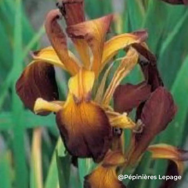 3 Iris des steppe (Iris orientalis 'Ochroleuca') - Lot de 3 vivaces ...