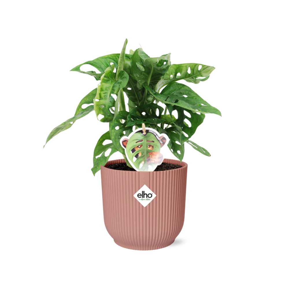 Monstera ‘Monkey Leaf’ en pot ELHO Vibes Fold 14cm rose – Plante ...