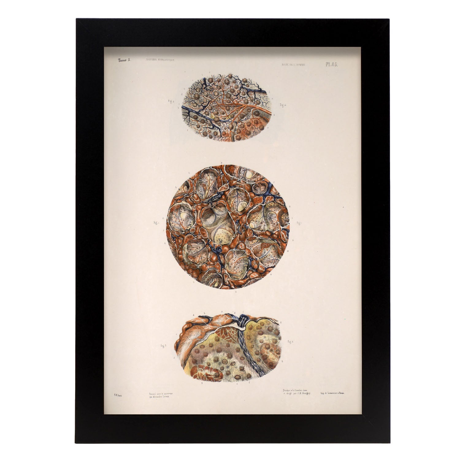 Affiche De La Rate Illustrations Décoratives De L'anatomie Et De La ...