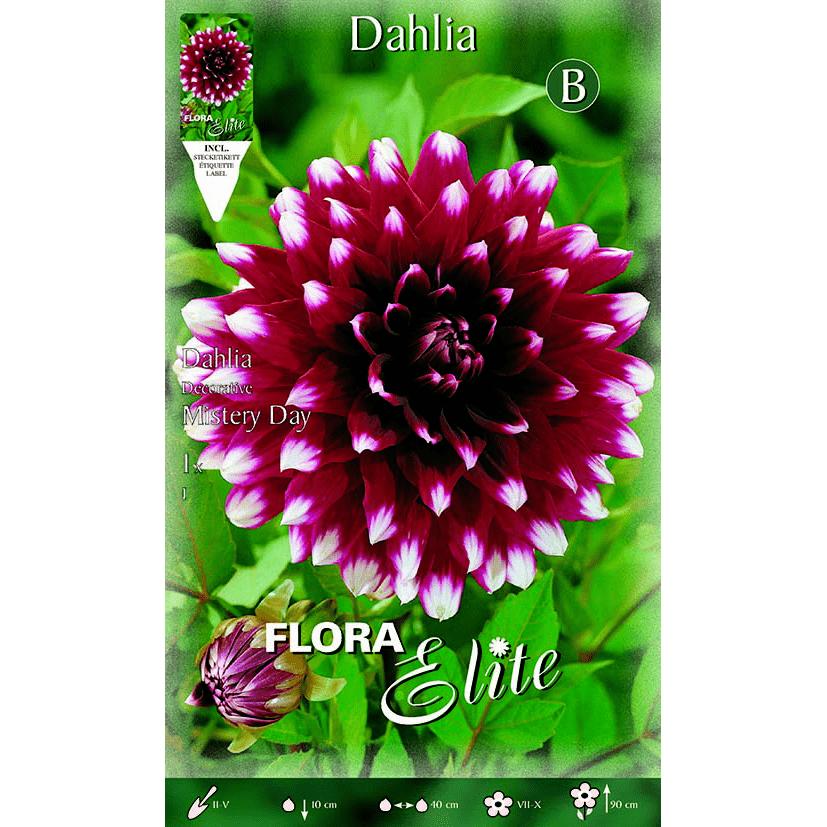 Bulbo Dalia decorativa granate punta blanca 1 | Leroy Merlin
