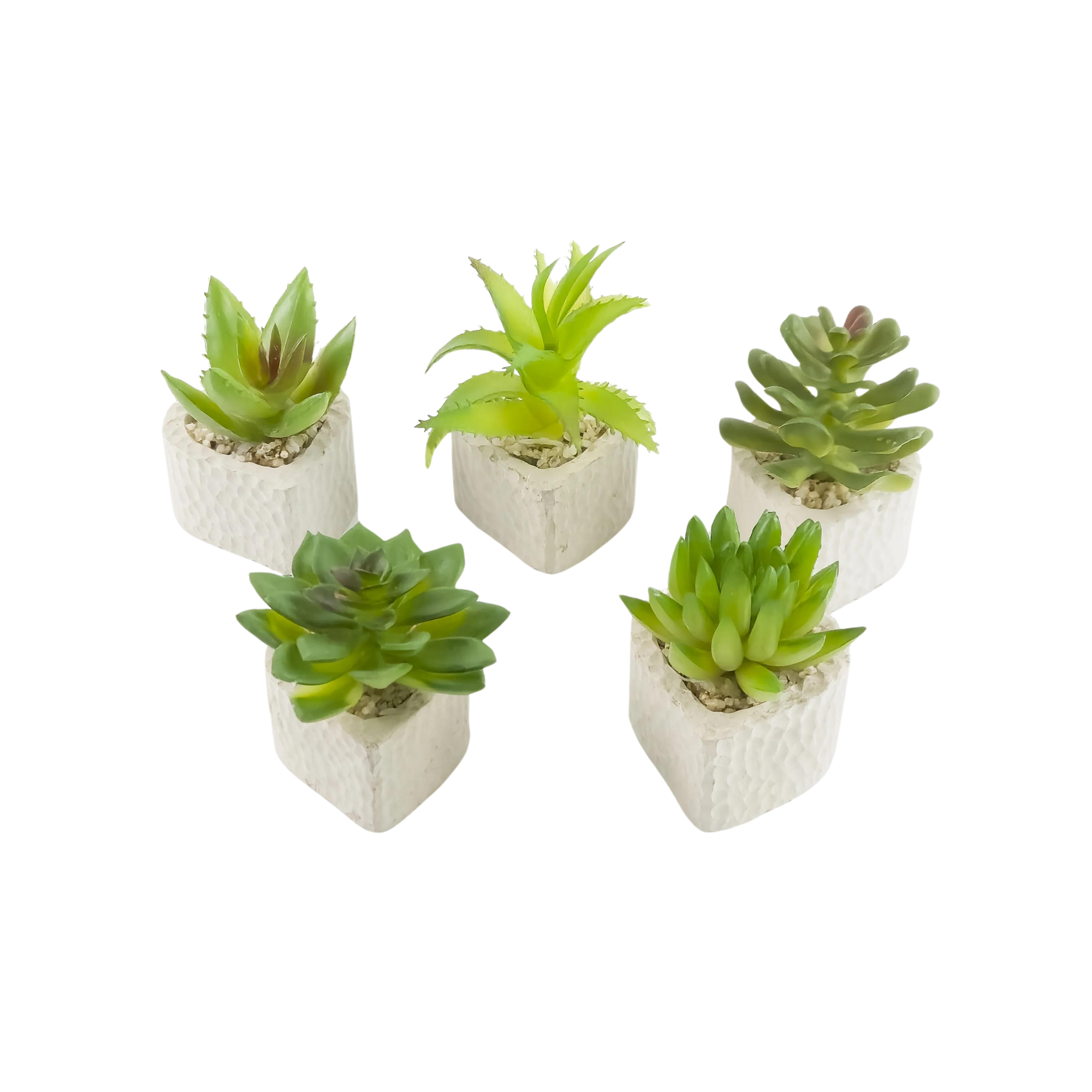 SET DE 5 MINI SUCULENTAS CON MACETAS DE PIEDRA EN FORMA DE CORAZÓN ...