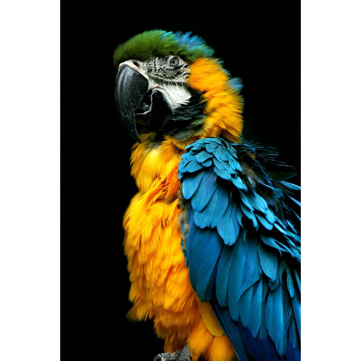 Tableau sur toile perroquet 65x97 cm | Leroy Merlin