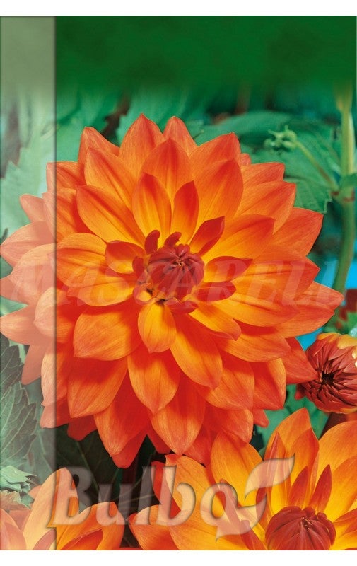 BULBO DALIA DIAMANT NARANJA | Leroy Merlin