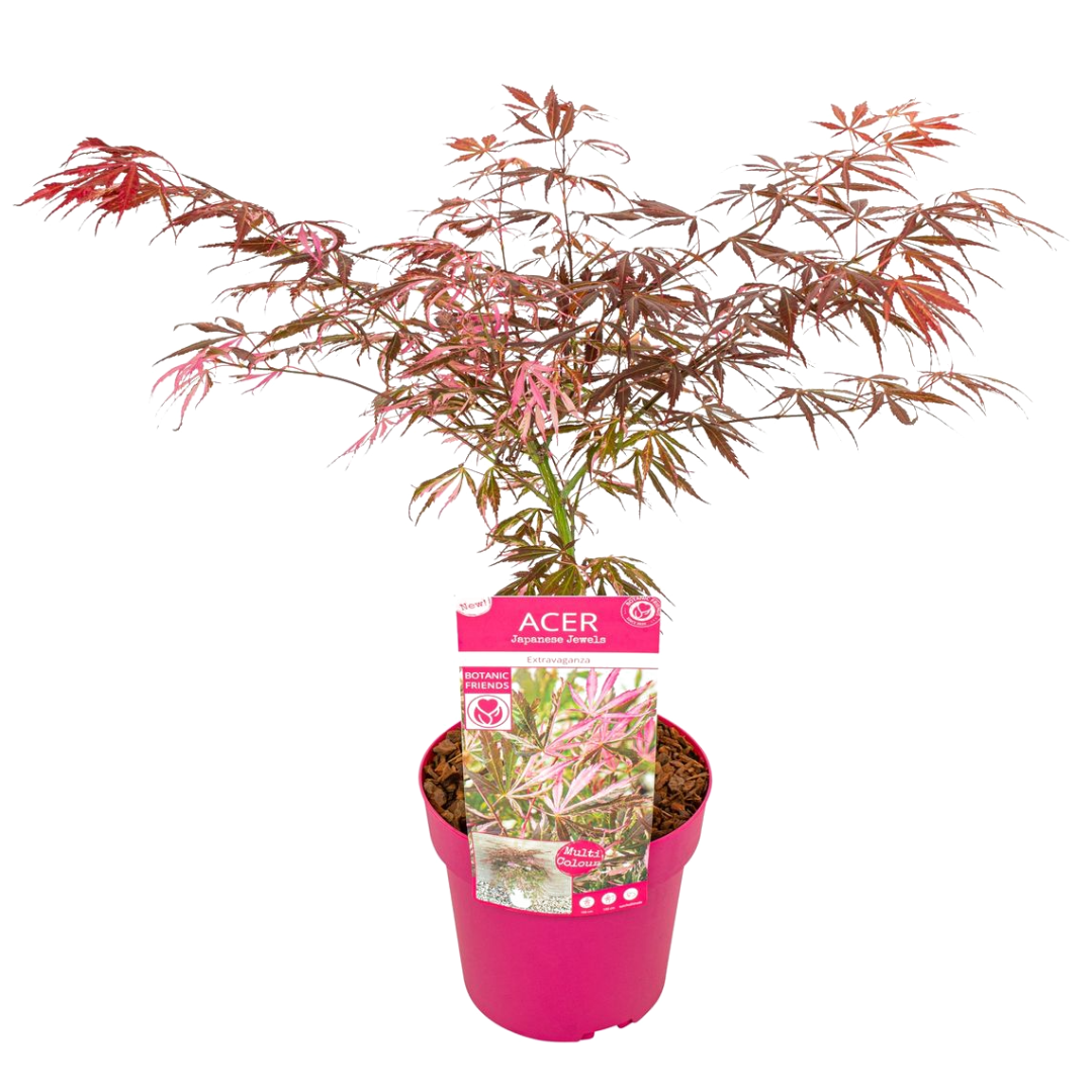 Acer palmatum 'Extravaganza' - Arce japonés - Maceta 19 cm - Altura 50 ...