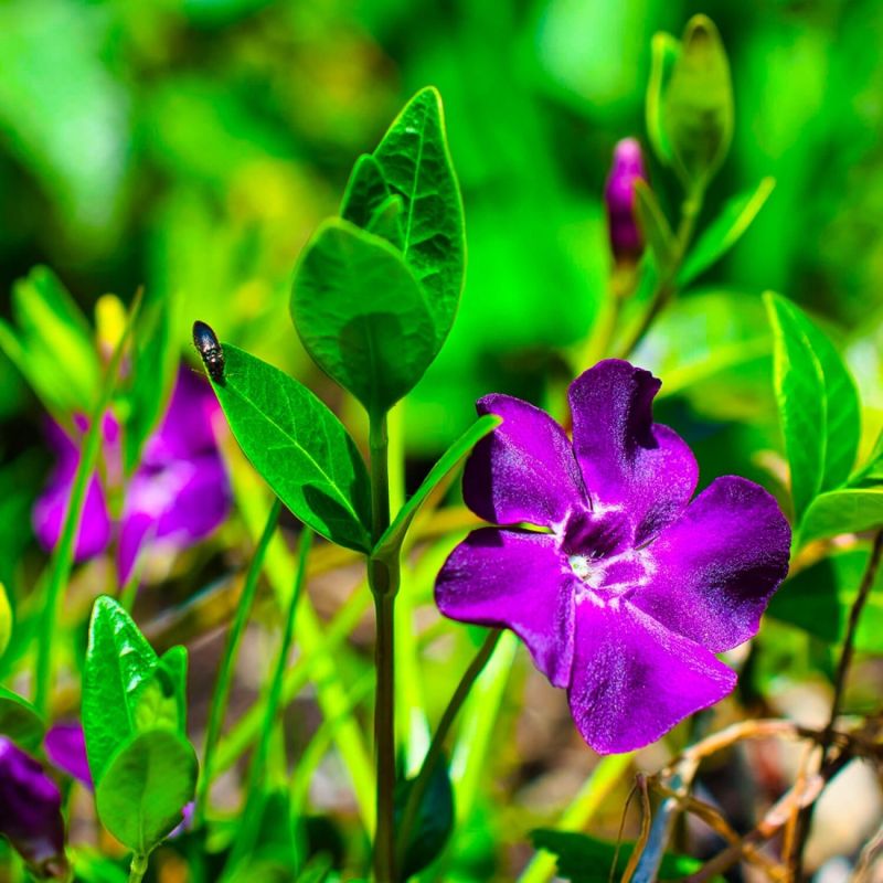 3 Petites Pervenches Pourpres (Vinca Minor Atropurpurea) - Lot de 3 ...
