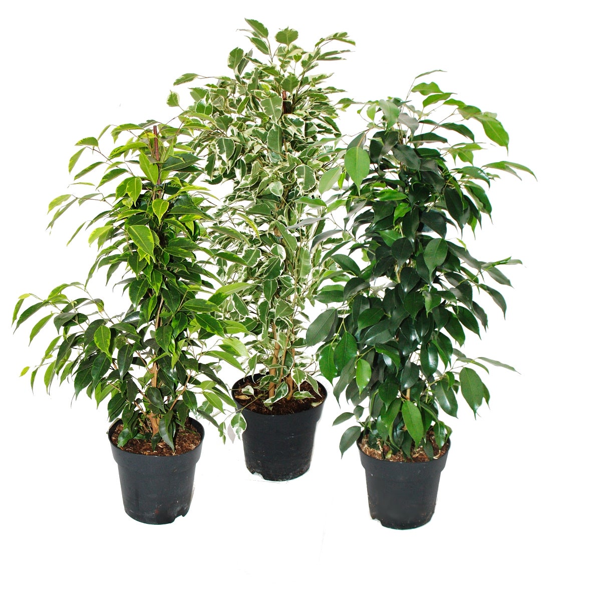 Ficus benjamini - set di 3 - Anastasia - Twighlight - Danielle in vaso ...