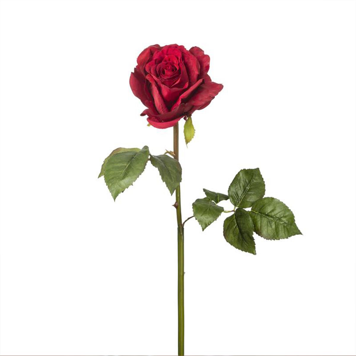 Rose SARAH | Leroy Merlin