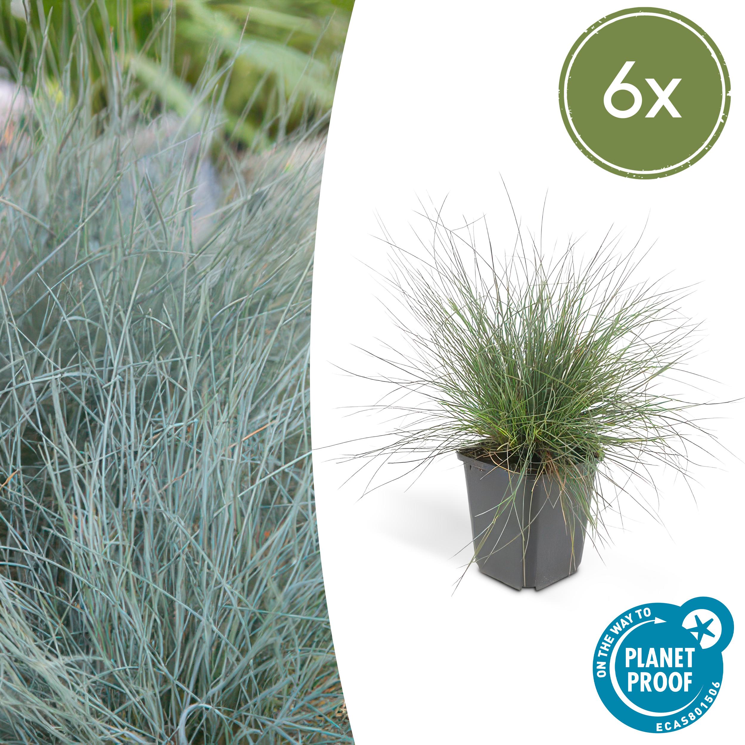 6x Festuca glauca 'Elijah Bleu' - Hierba ornamental azul-gris ...