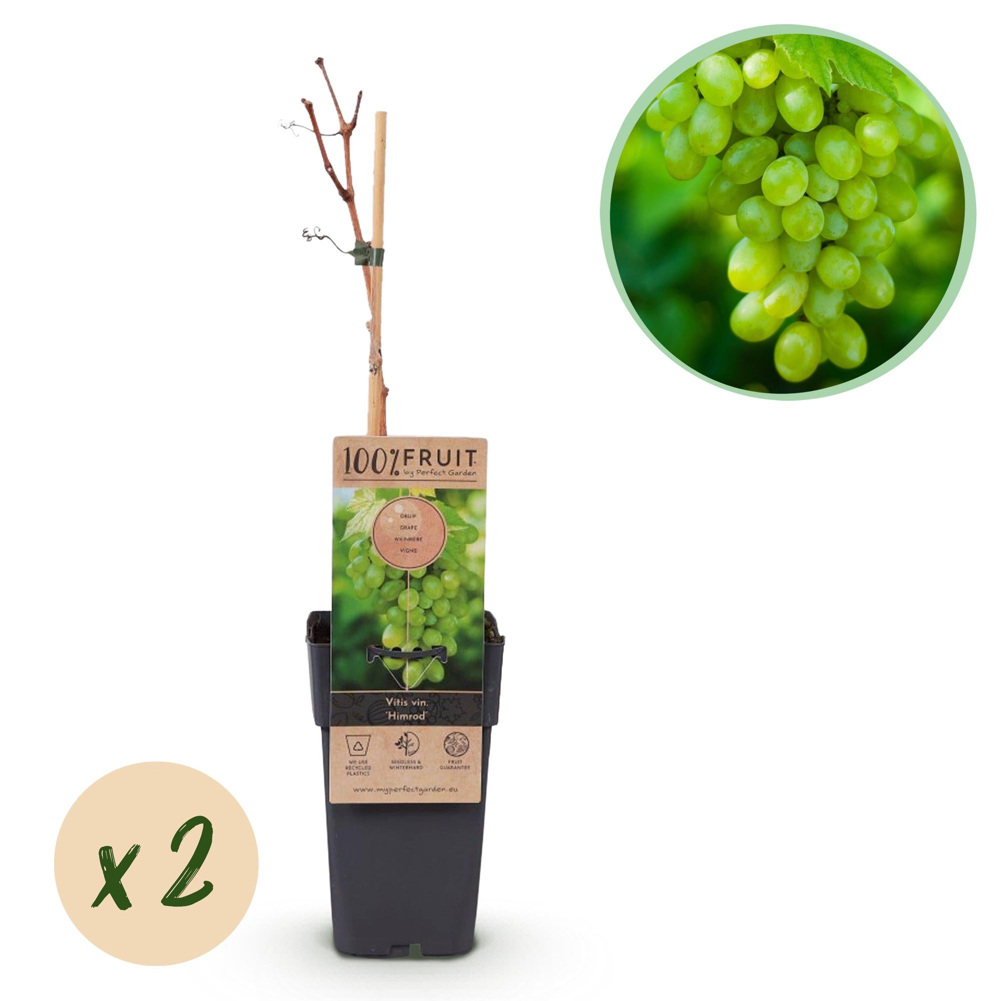 Vigne raisin blanc Vitis vinifera Himrod sans pépins lot 2 plantes pot ...