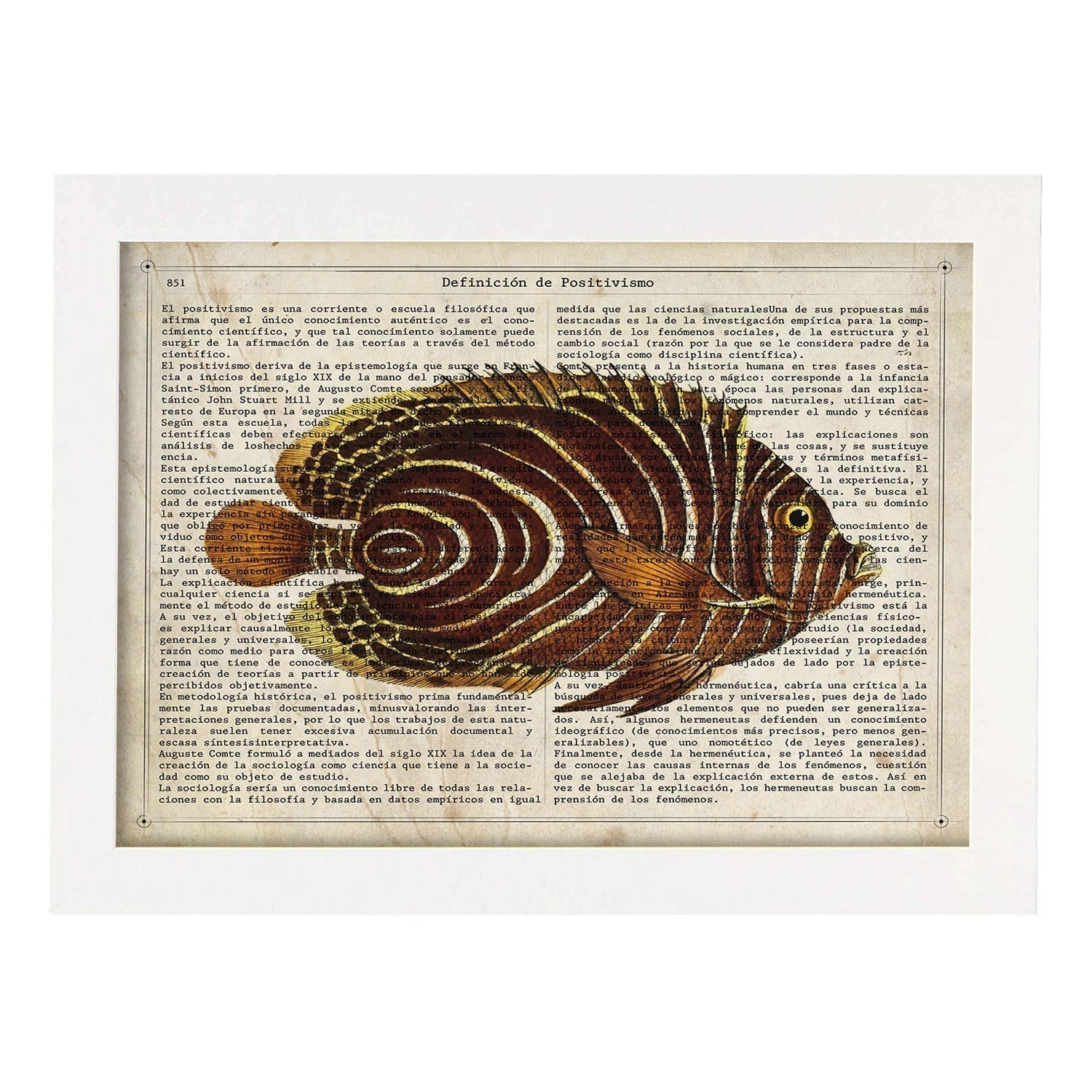 Affiche De Poisson Marin. Fiche De Poisson Papillon Avec Définition ...