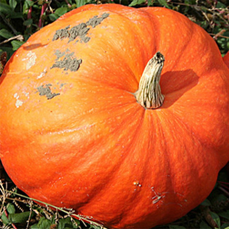 Potiron 'Jack O'Lantern' le sachet de 20 graines environ (3g) | Leroy ...
