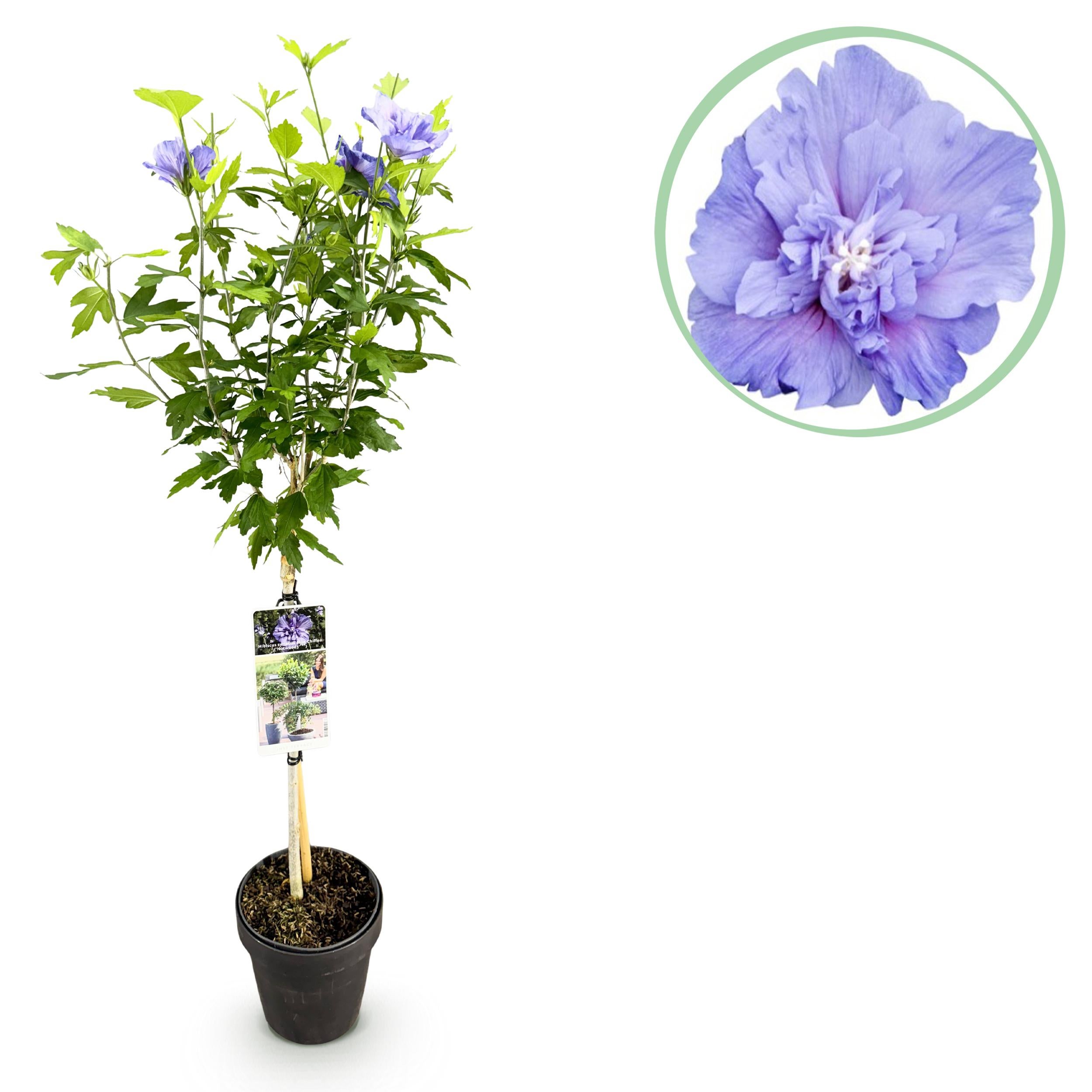 Green boutiQ – Hibiscus syriacus Blue Chiffon® 90 cm – Planta tronco ...