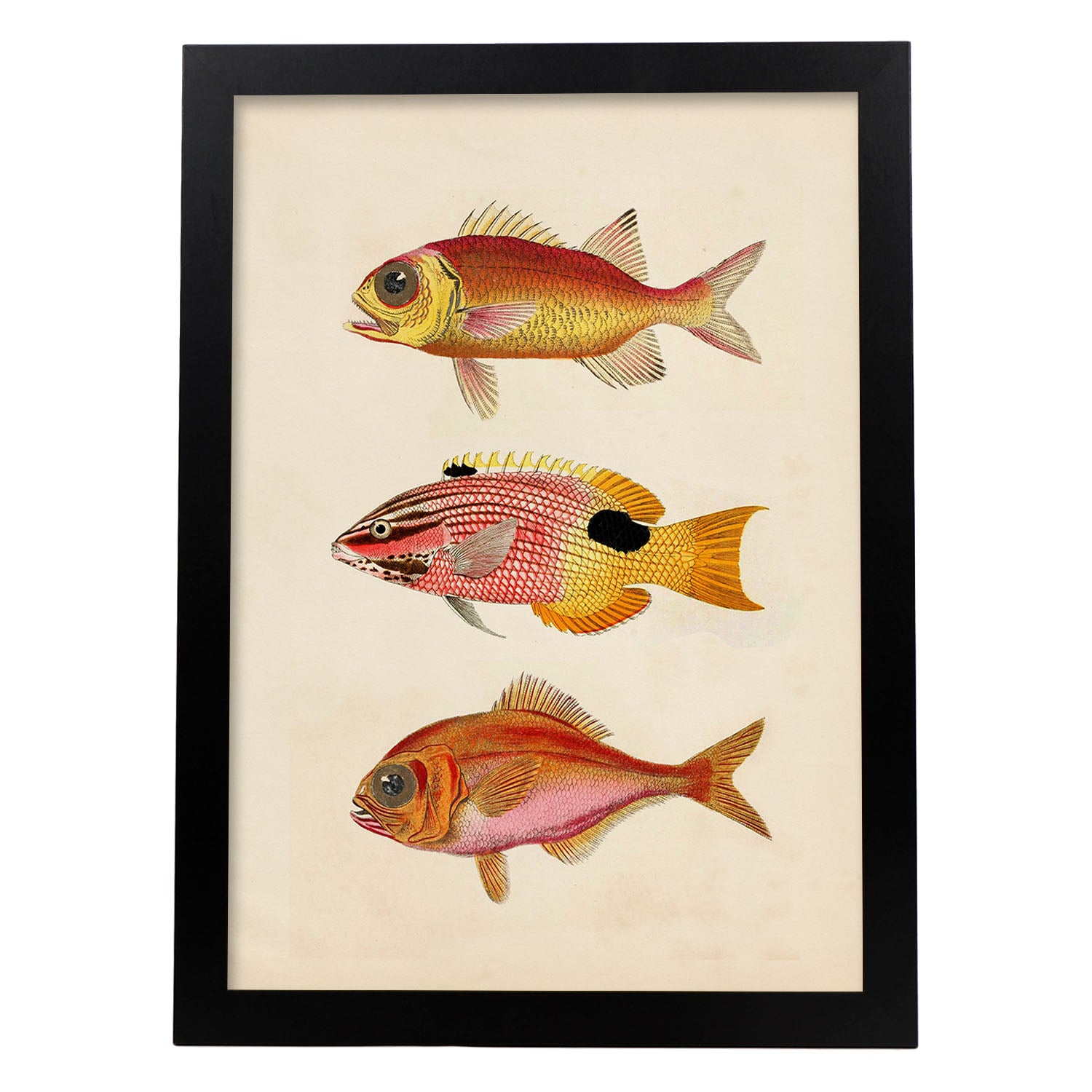 Lámina De Tres Peces Naranjas, Rojos Y Amarillos En , Fondo Papel ...