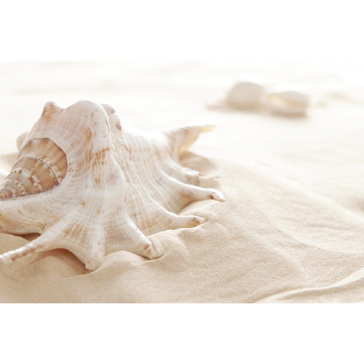 Tableau sur verre sable et coquillage 45x65 cm | Leroy Merlin