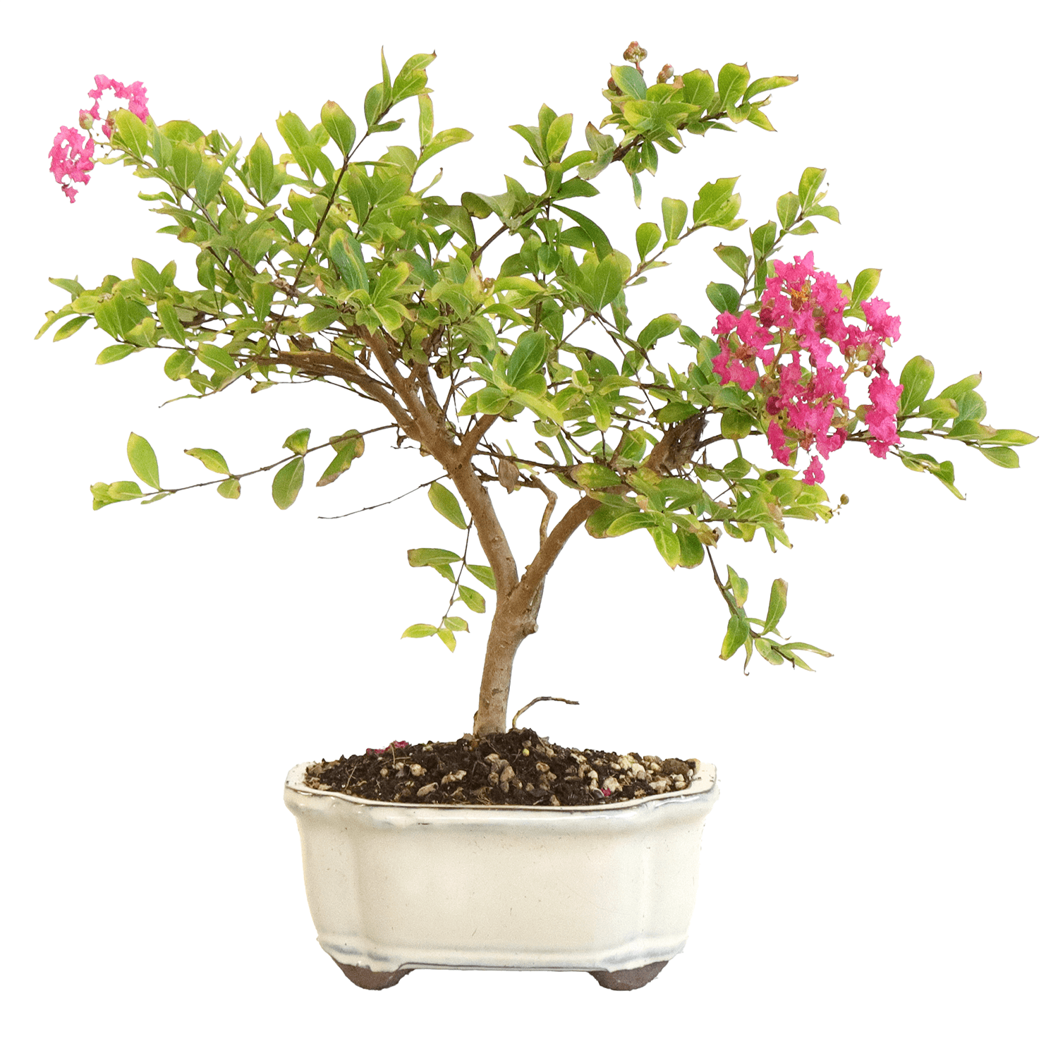 KENTIS - Bonsái Lagerstroemia Indica - Crepe Myrtle - Planta de ...