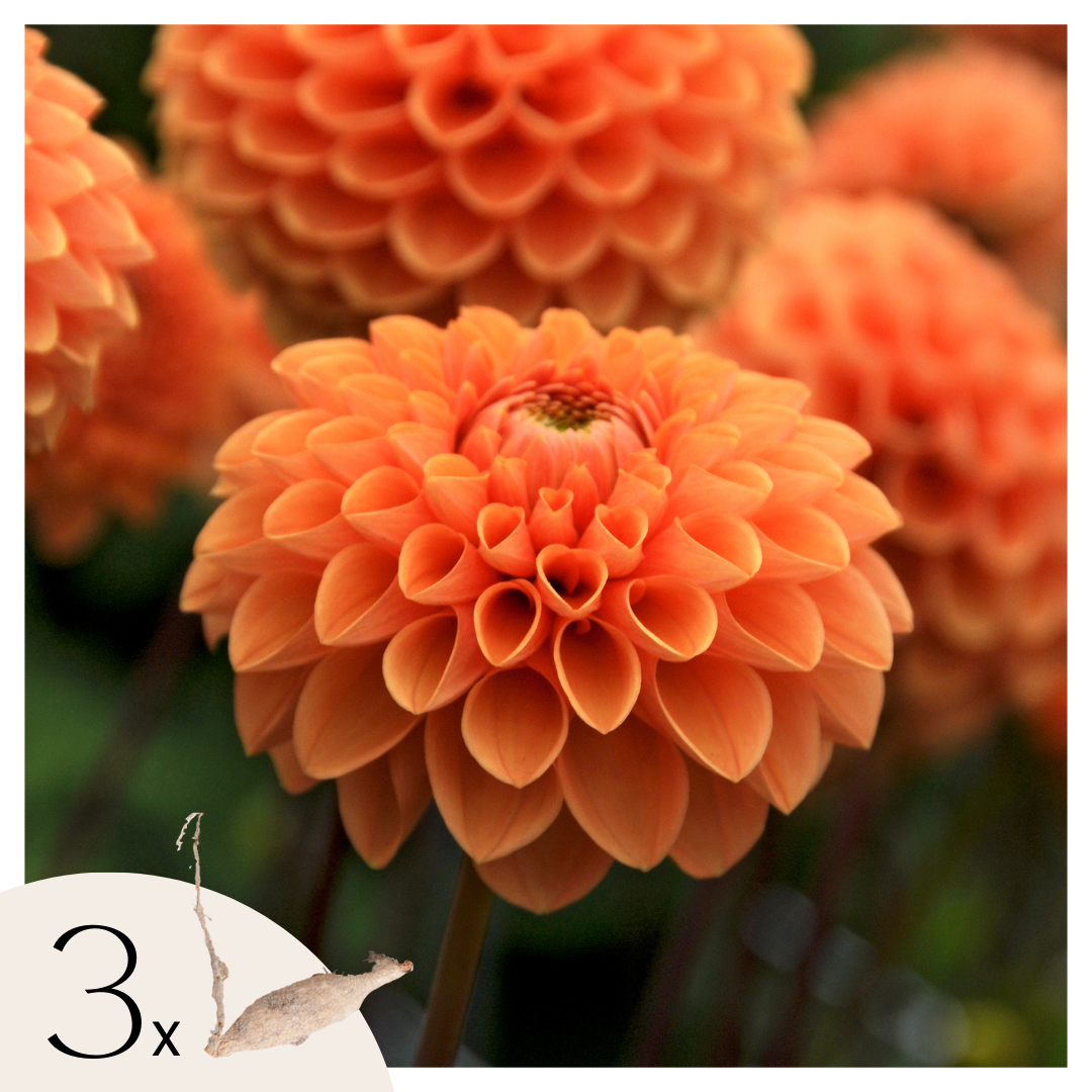 Dahlias - Set de 3 - Dahlia 'Sylvia' - Bulbes à fleurs - Orange | Leroy ...