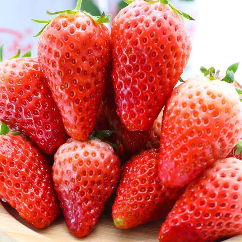 Fraises de 200 gallons, graines de fraises, graines de fruits, sucrées ...