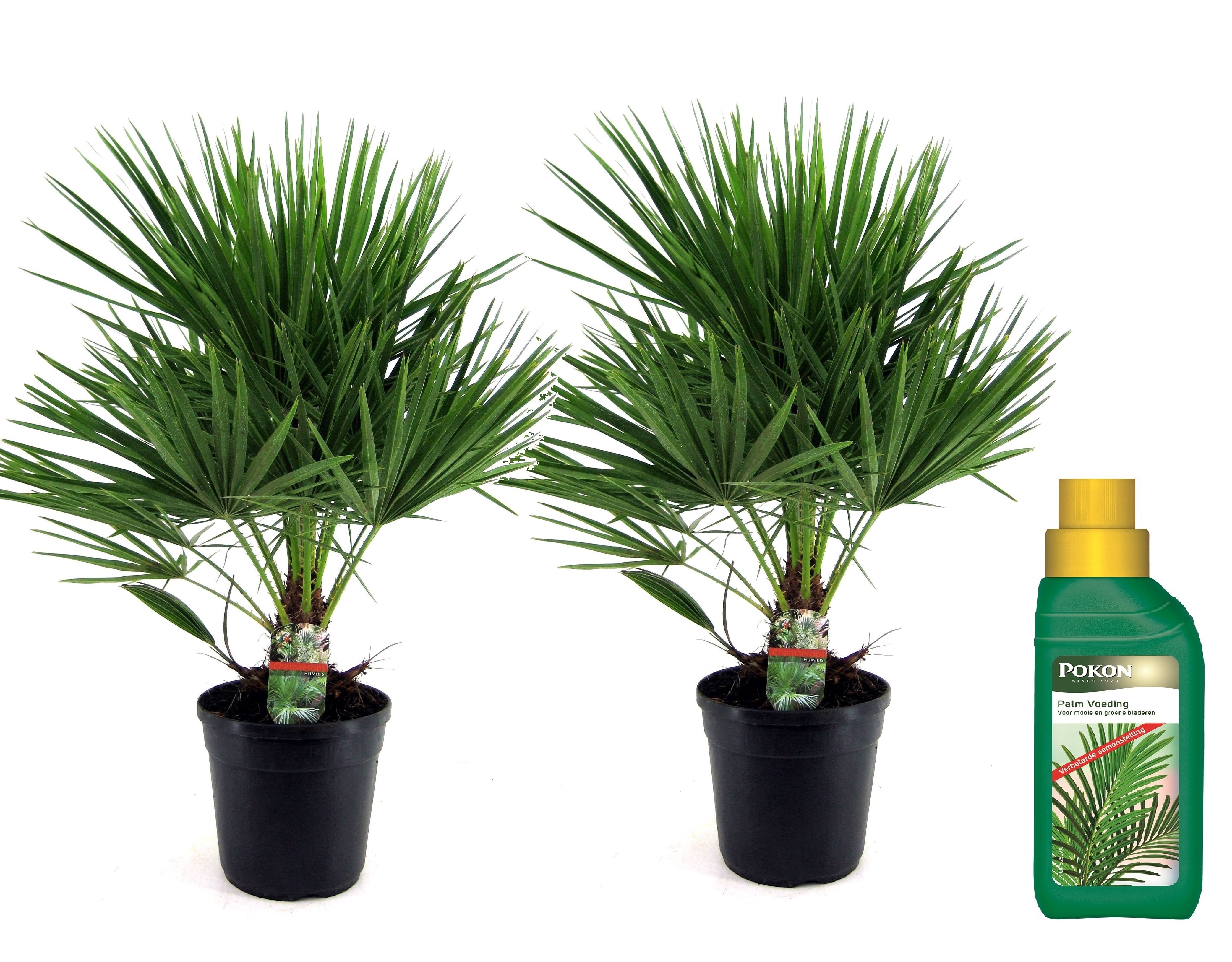 Palmier nain - Set de 2 - Chamaerops humilis - Hauteur 70-80cm - ⌀21cm ...