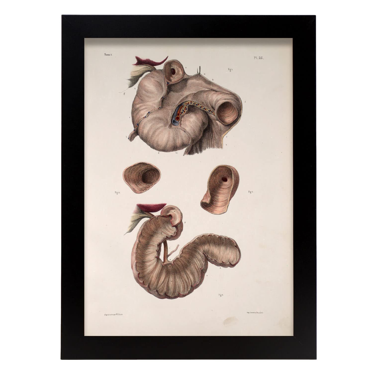 Nacnic Póster De Duodeno Ilustraciones Decorativas De Anatomía Y ...