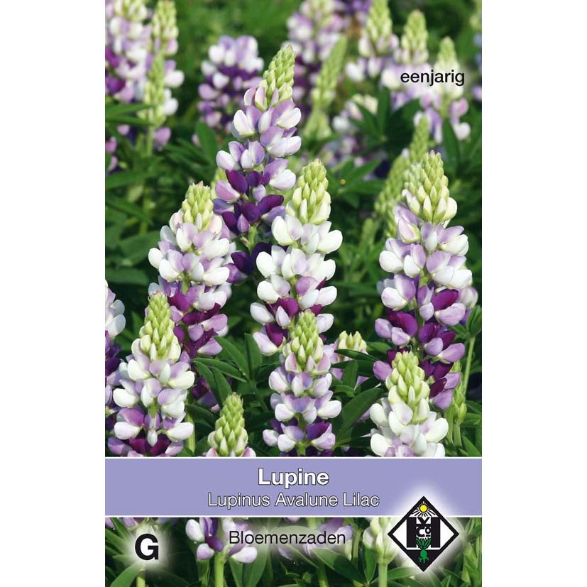 Lupin 'Avalune Lilac' le sachet de 40 graines environ (1g) | Leroy Merlin
