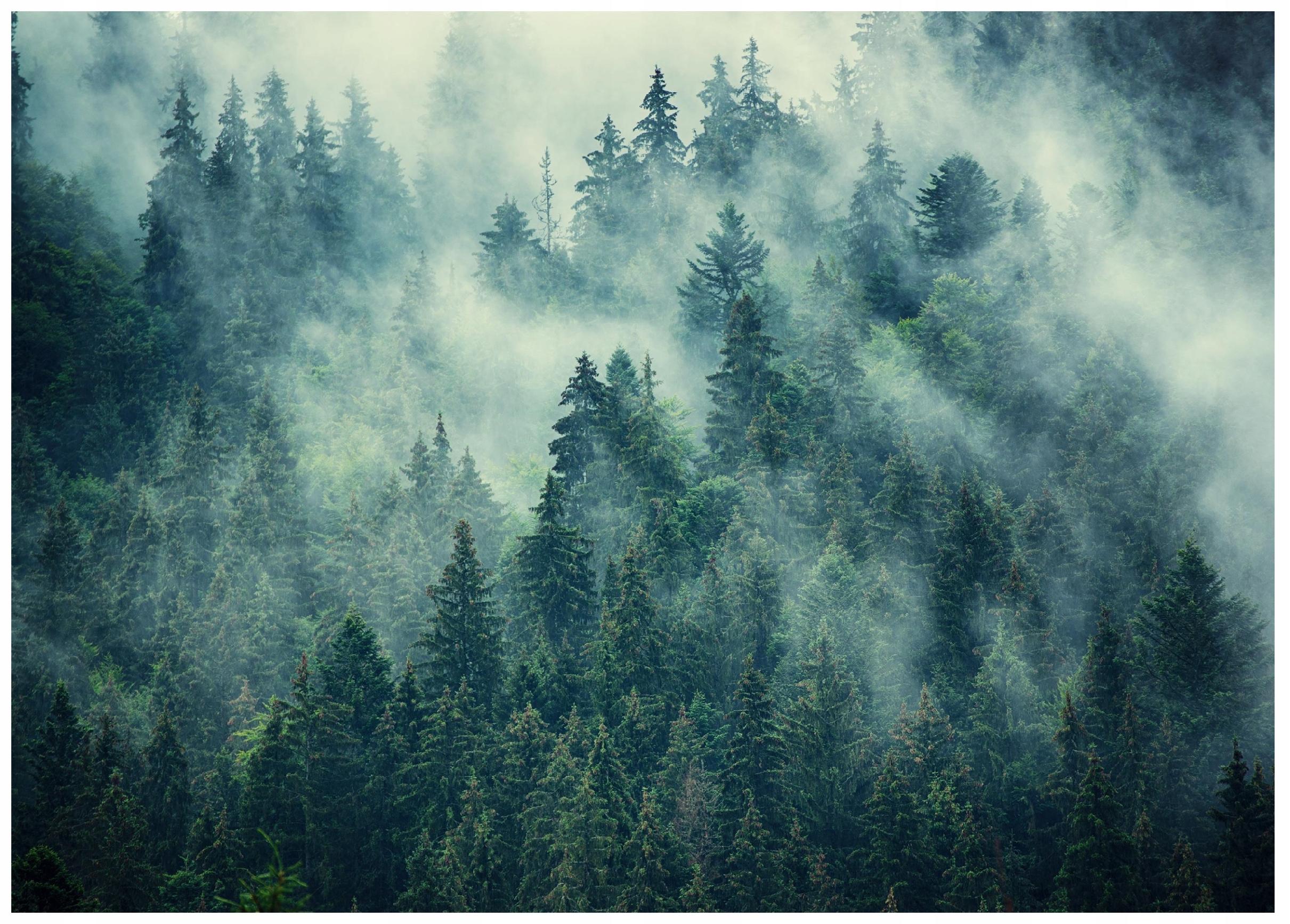 Papier Peint Intissé Panoramique Forêt Brume Nature Vert 350x250 cm ...